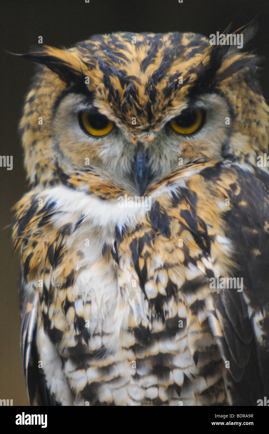 Eagle Owl Bubo bubo Stock Photo - Alamy