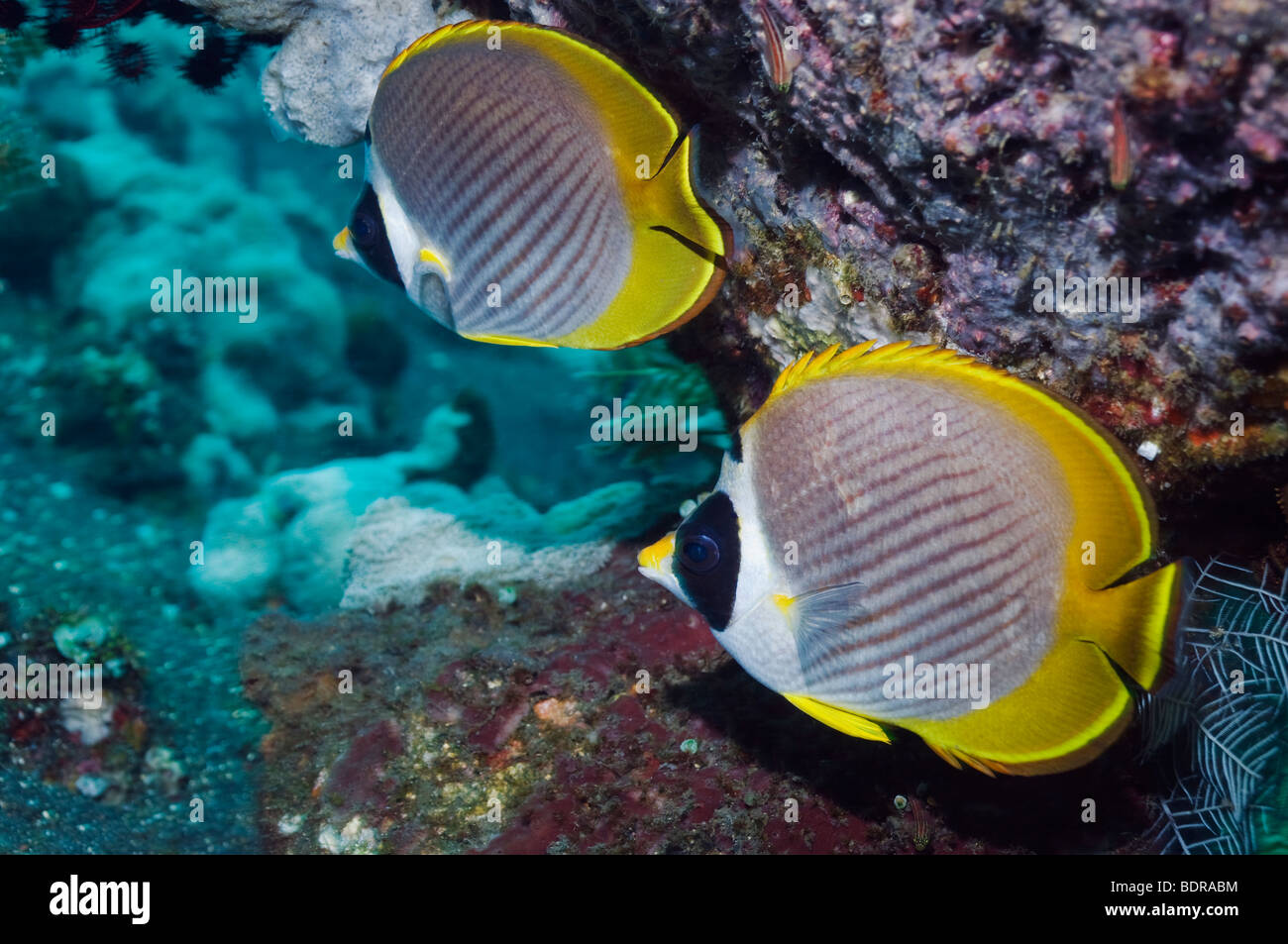 Panda butterflyfish (Chaetodon adiergastos). Bali, Indonesia Stock ...
