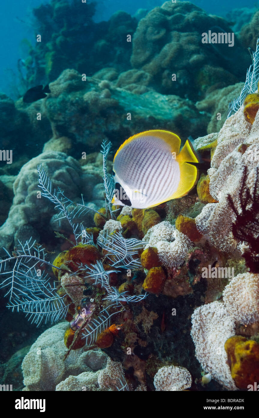 Panda butterflyfish (Chaetodon adiergastos). Bali, Indonesia Stock ...