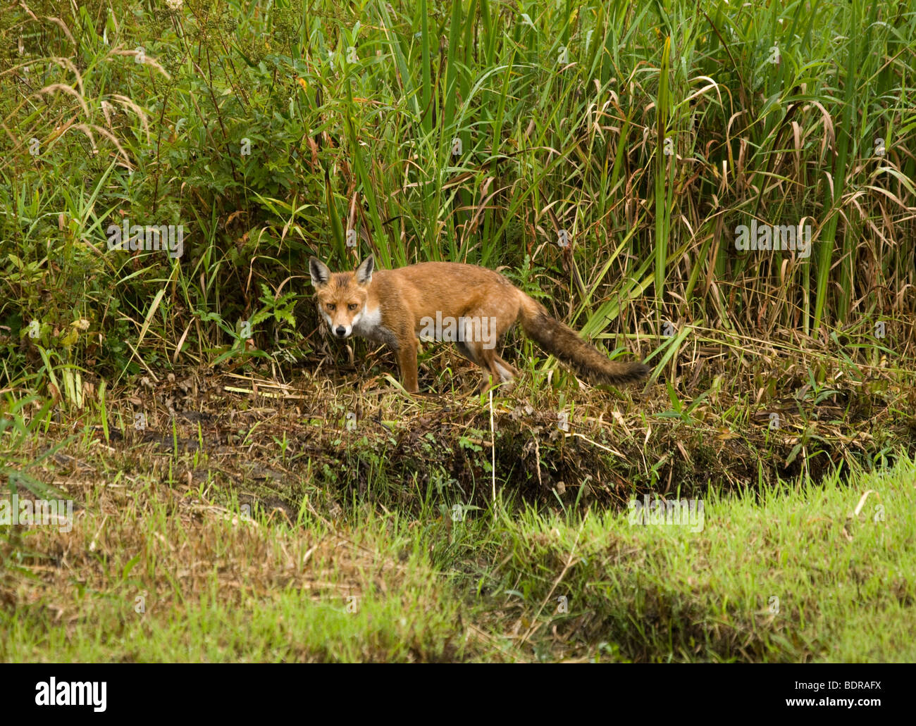 Big fox hi-res stock photography and images - Alamy