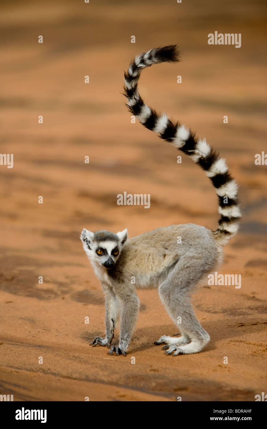 Ring-tailed Lemur, Madagascar Stock Photo - Alamy