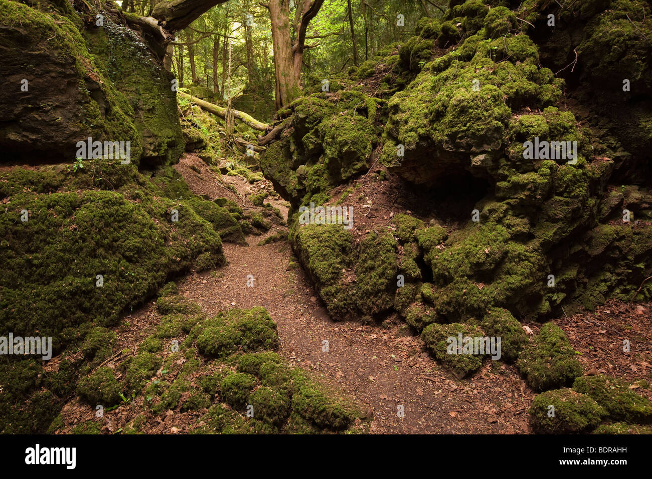 UK, Gloucestershire, Forest of Dean, Coleford, Milkwall, Puzzlewood ...