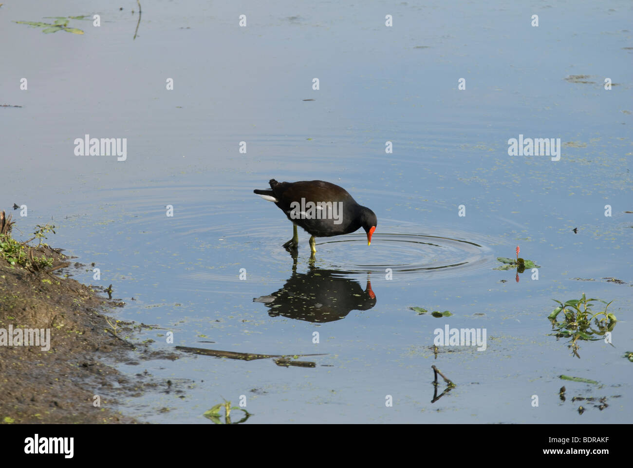 British wild birds hi-res stock photography and images - Alamy