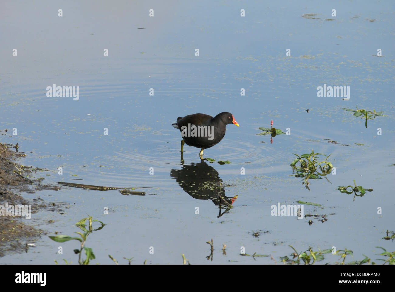 British wild birds hi-res stock photography and images - Alamy