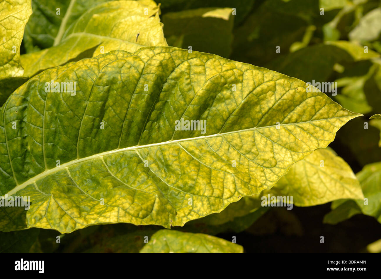 Burley tobacco plants ready for harvest in Kentucky, USA Stock Photo ...