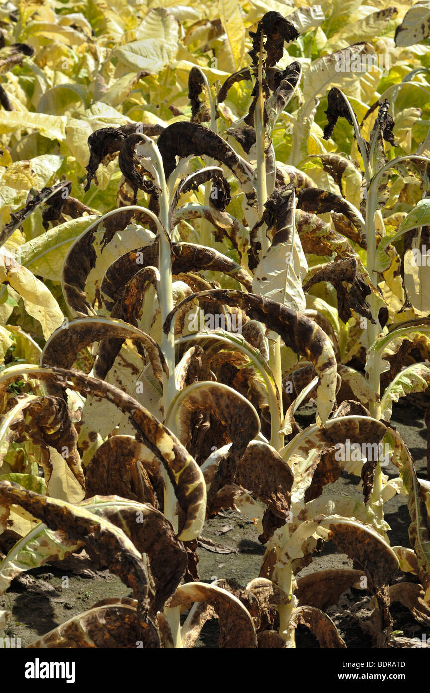 Black shank disease hi-res stock photography and images - Alamy