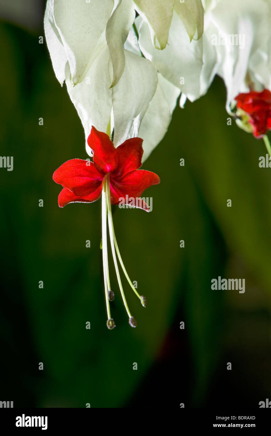 bleeding heart vine flowering flower Clerodendrum thomsonii bleeding ...