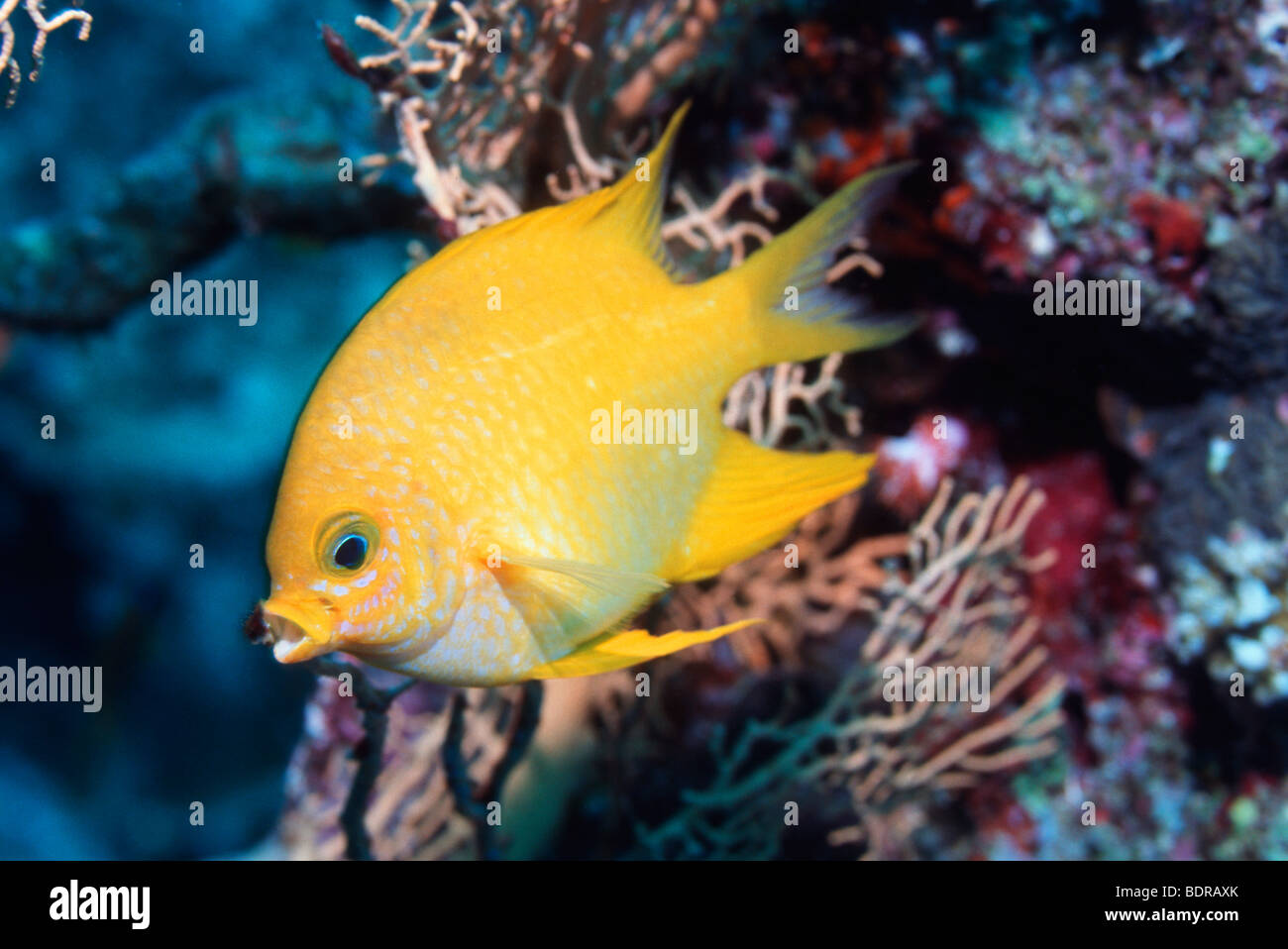 Golden damsel (Amblyglyphidodon aureus). Andaman Sea, Thailand Stock ...
