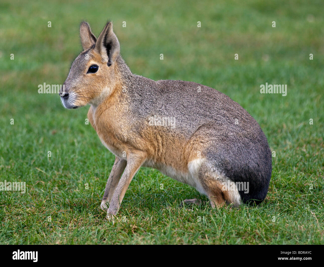 Mara (dolichotis patagonum Stock Photo - Alamy