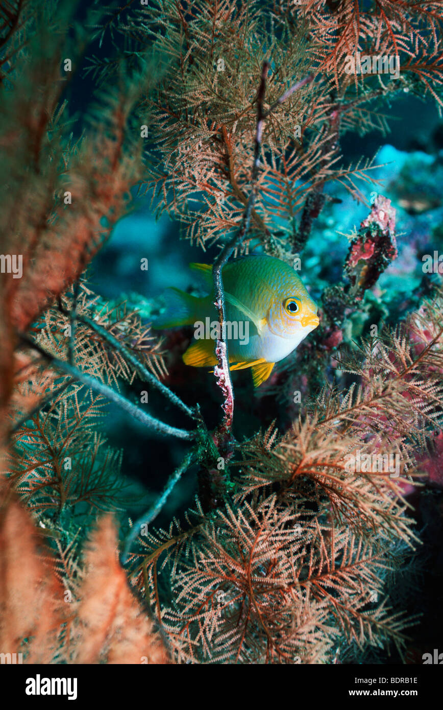 Golden damsel (Amblyglyphidodon aureus) with Black coral (Antipathes sp ...