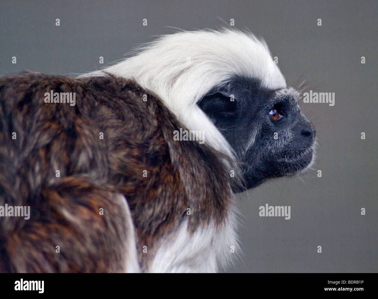 Tamarins monkeys hi-res stock photography and images - Alamy