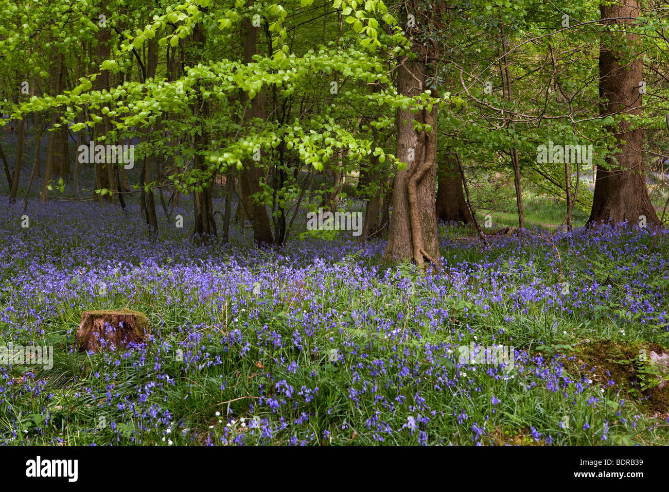 May hill gloucestershire bluebell hi-res stock photography and images ...