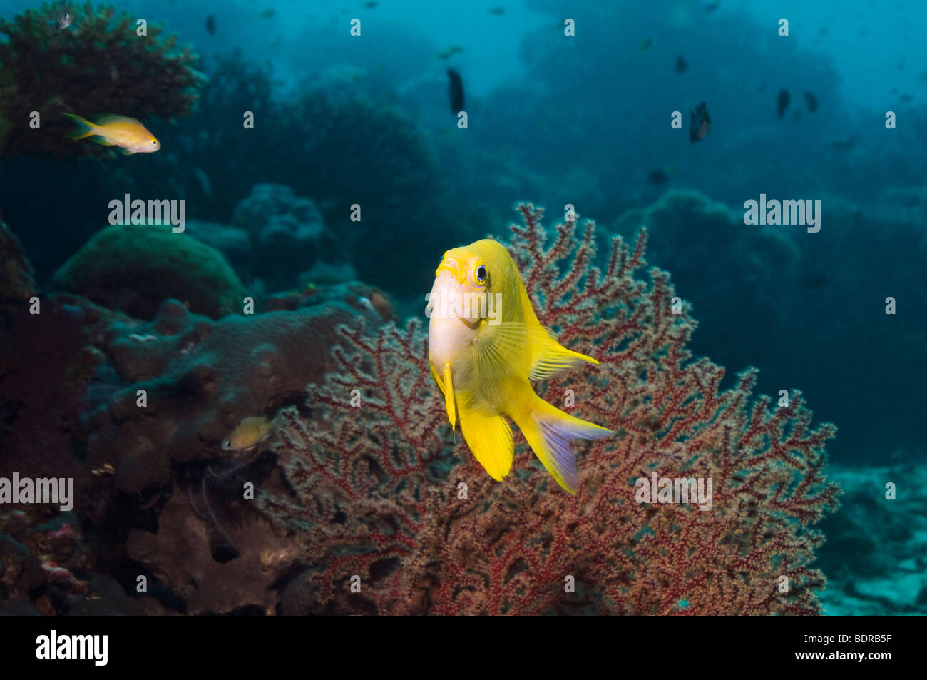 Golden damsel (Amblyglyphidodon aureus). Papua New Guinea Stock Photo ...
