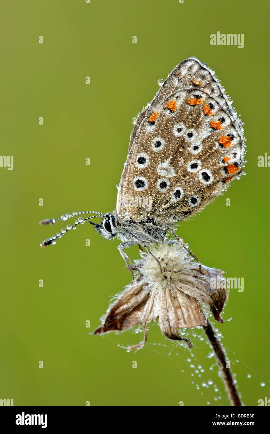 Gossamer moths hi-res stock photography and images - Alamy