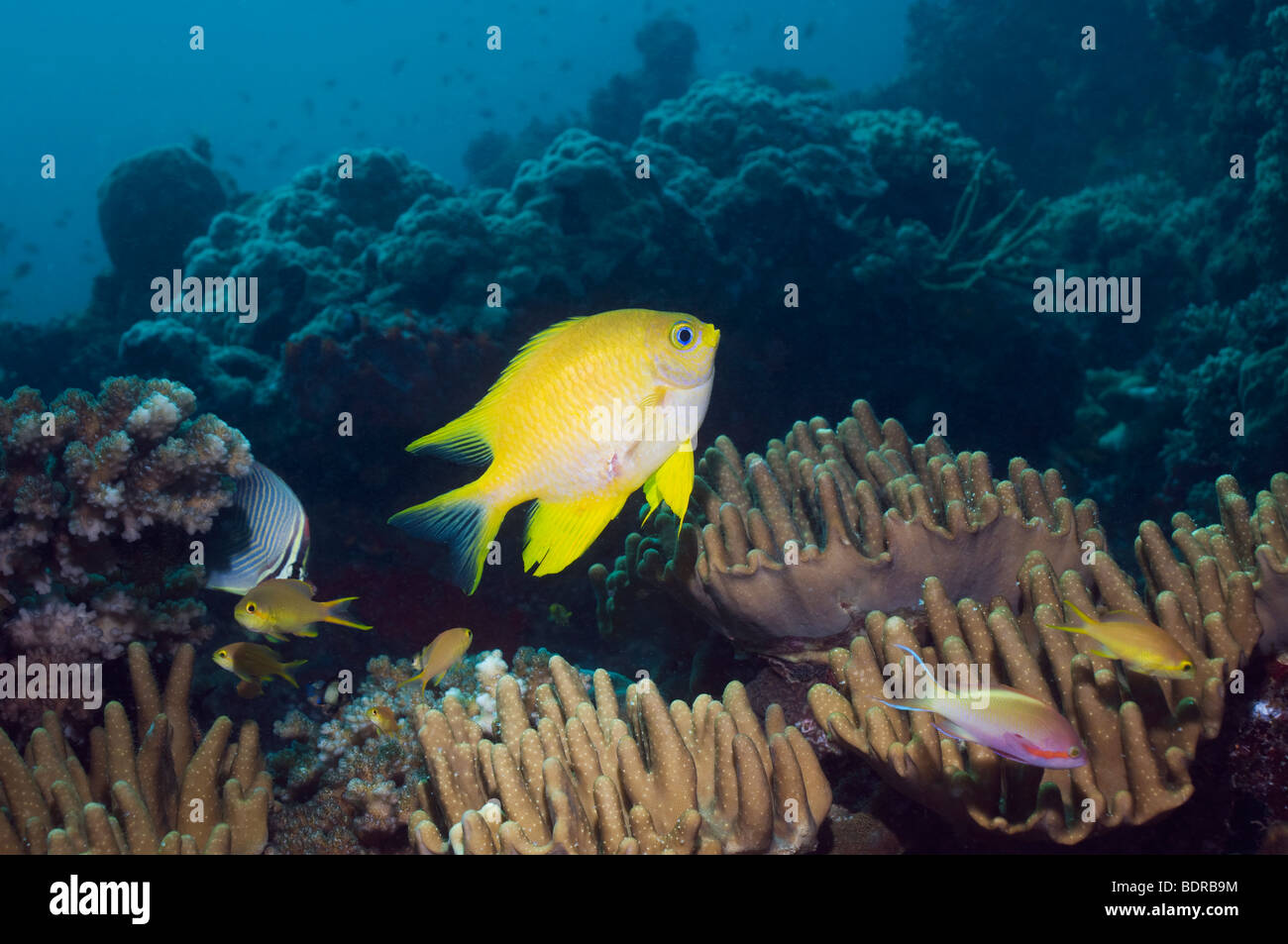 Golden damsel (Amblyglyphidodon aureus). Papua New Guinea Stock Photo ...