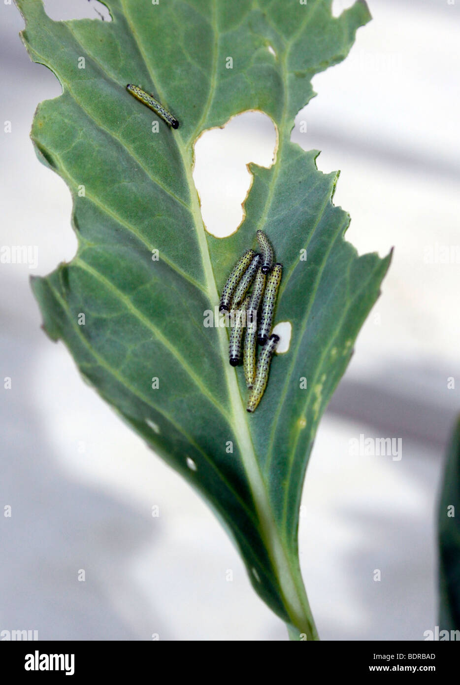 Butterfly larvae hi-res stock photography and images - Alamy
