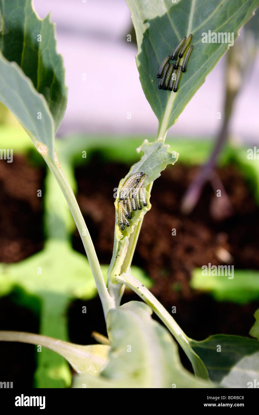 PIERIS RAPAE. CABBAGE WHITE BUTTERFLY LARVAE FEEDING ON A CABBAGE LEAF ...