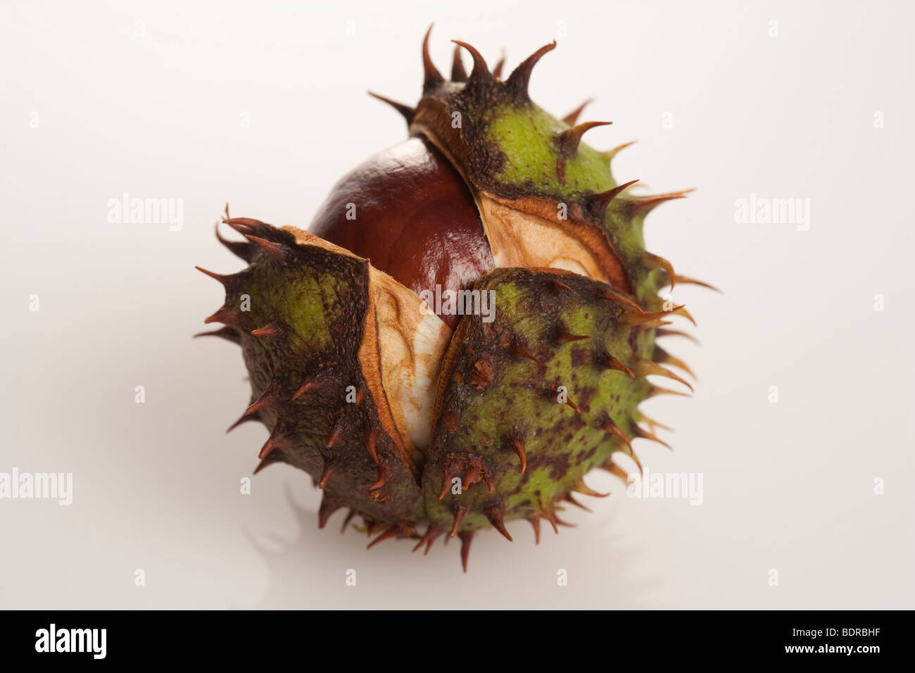 horse chestnut conker white background still life Stock Photo - Alamy