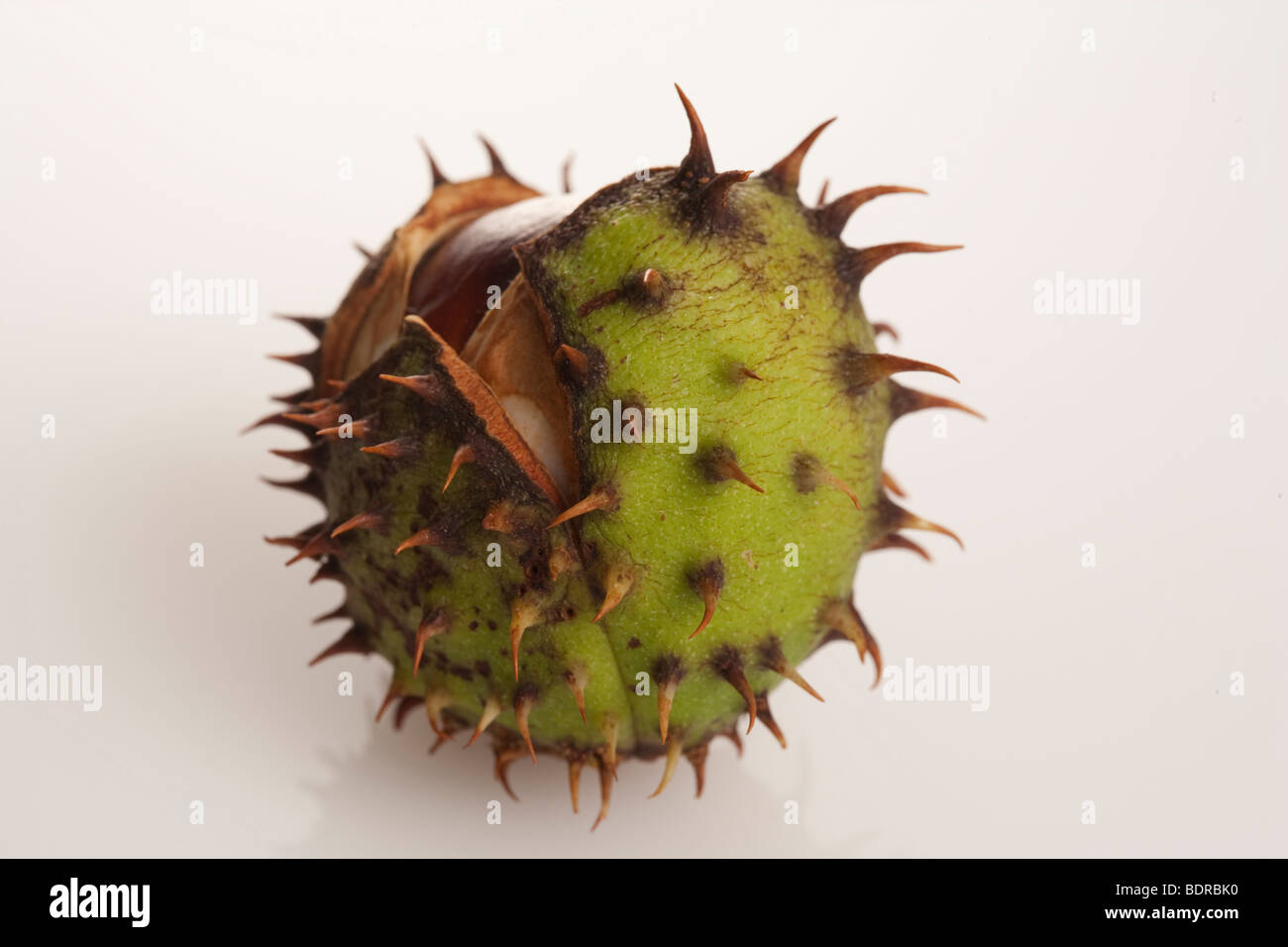horse chestnuts conkas in their skin Stock Photo - Alamy