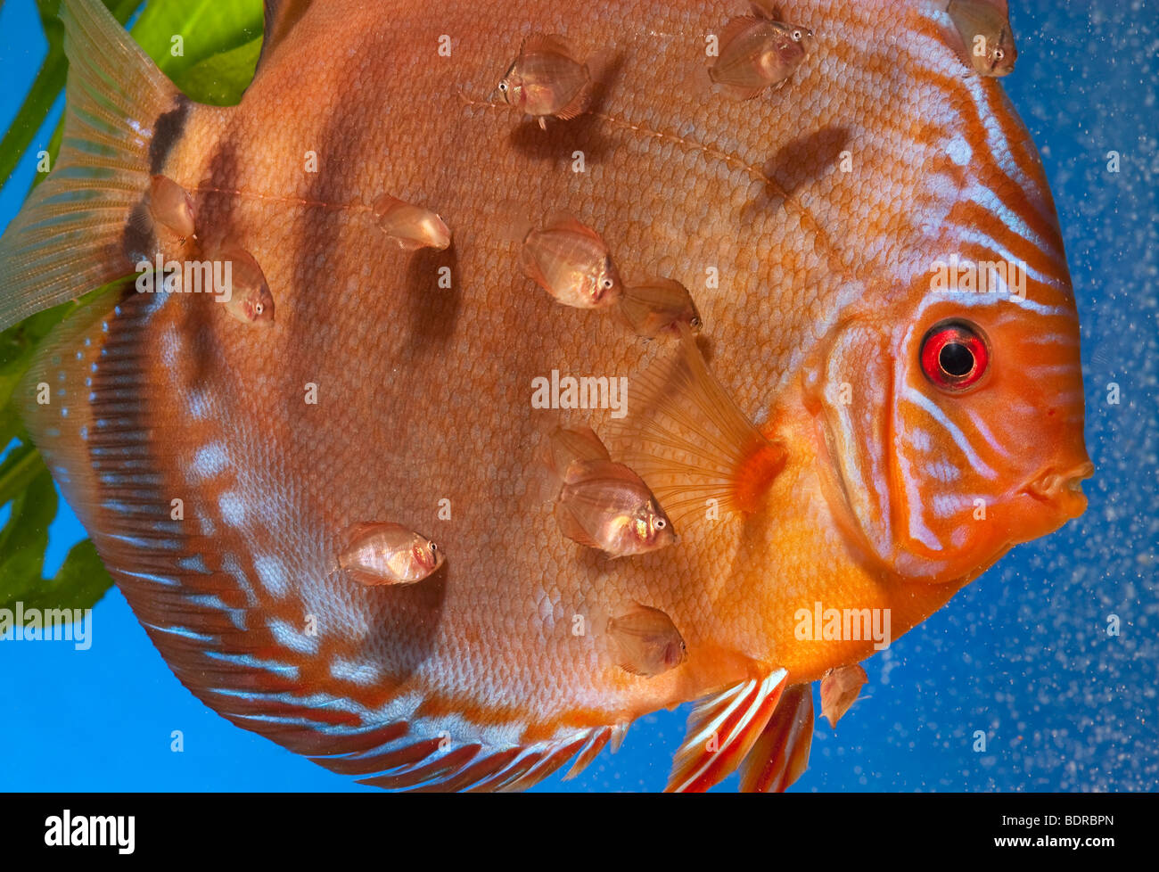 Discus Fish Breeding