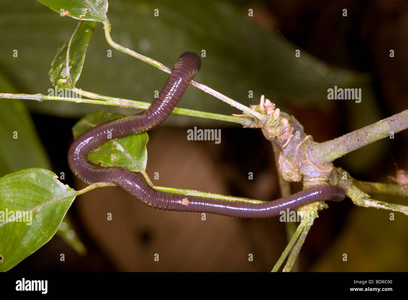 Annelid Worm High Resolution Stock Photography and Images - Alamy