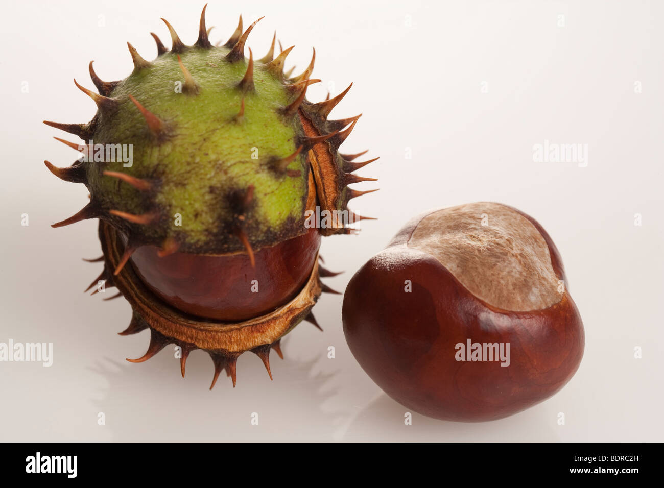 horse chestnut conker white background still life Stock Photo - Alamy