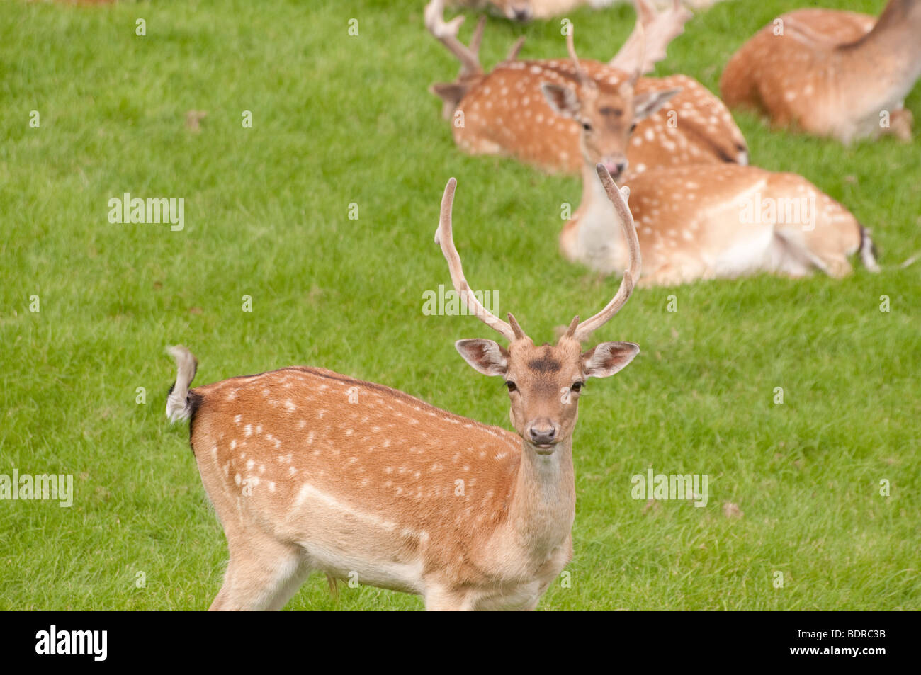 Fallow deer species hi-res stock photography and images - Alamy