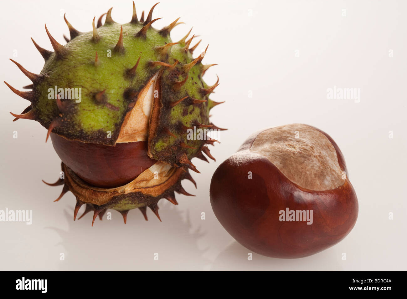 horse chestnut conker white background still life Stock Photo - Alamy
