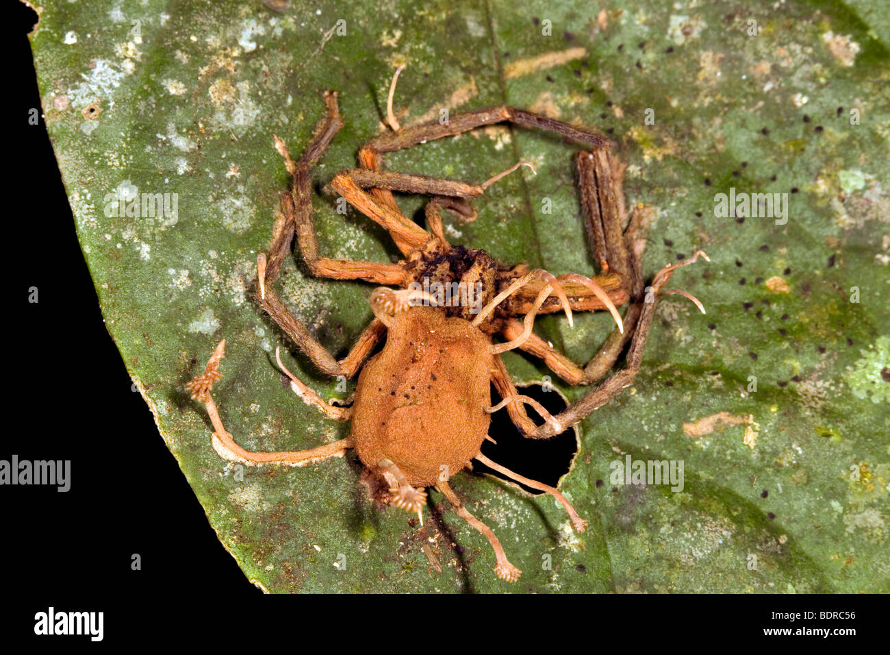 Spider parasitized by Cordyceps fungus in the Ecuadorian Amazon Stock ...