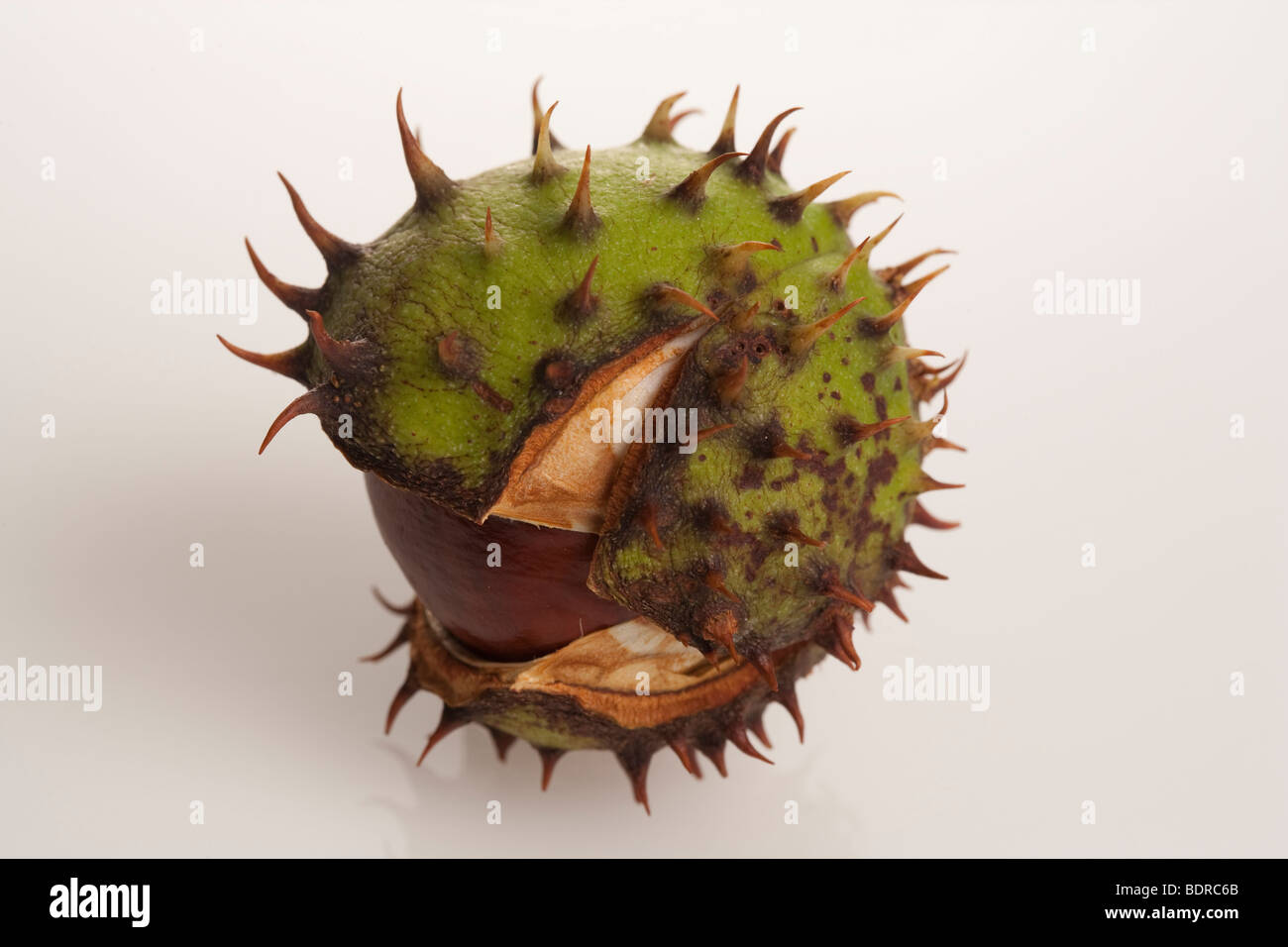 horse chestnut conker white background still life Stock Photo - Alamy