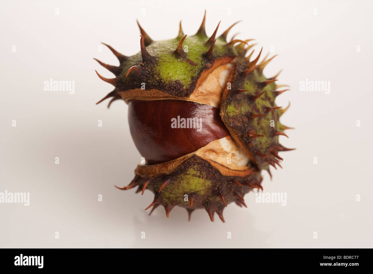 horse chestnut conker white background still life Stock Photo - Alamy