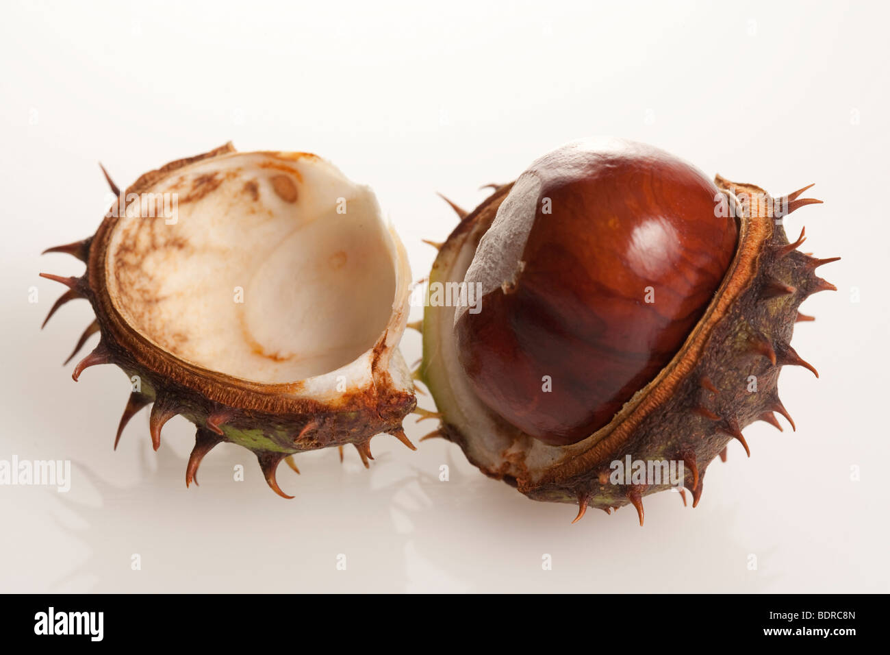 horse chestnut conker white background still life Stock Photo - Alamy