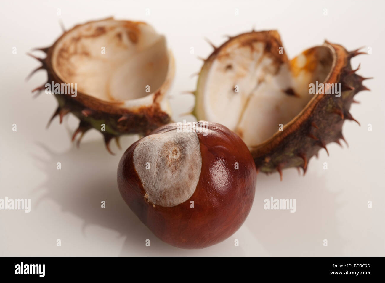 horse chestnut conker white background still life Stock Photo - Alamy