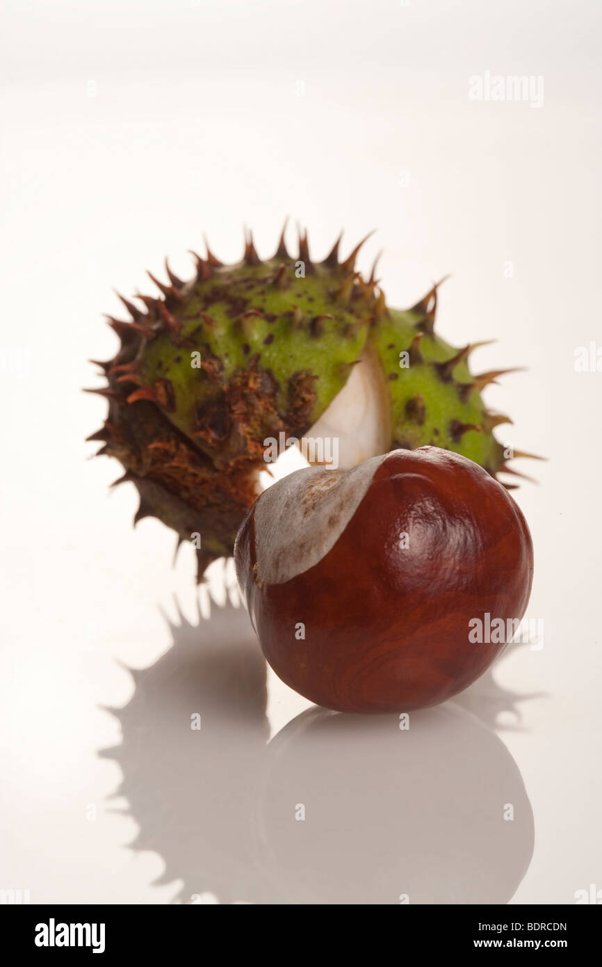 horse chestnut conker white background still life Stock Photo - Alamy