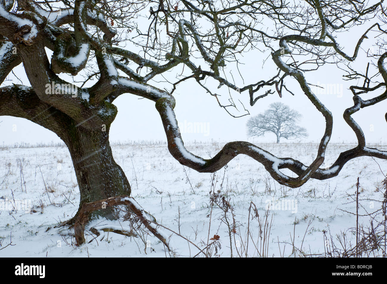 Oak tree in snow storm hi-res stock photography and images - Alamy