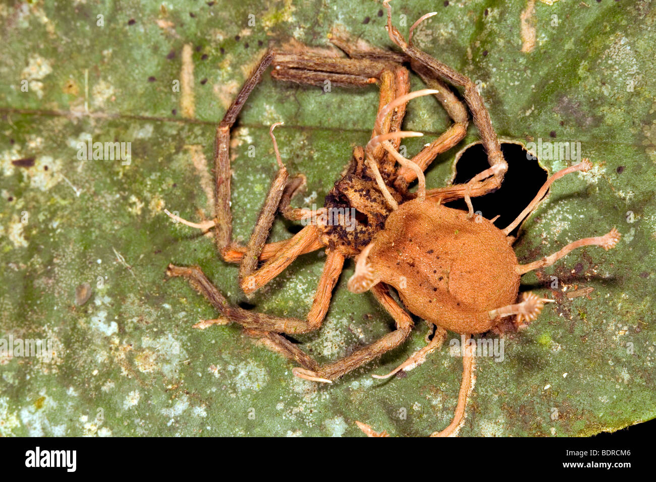 Spider parasitized by Cordyceps fungus in the Ecuadorian Amazon Stock ... Spider parasitized by Cordyceps fungus in the Ecuadorian Amazon Stock ...