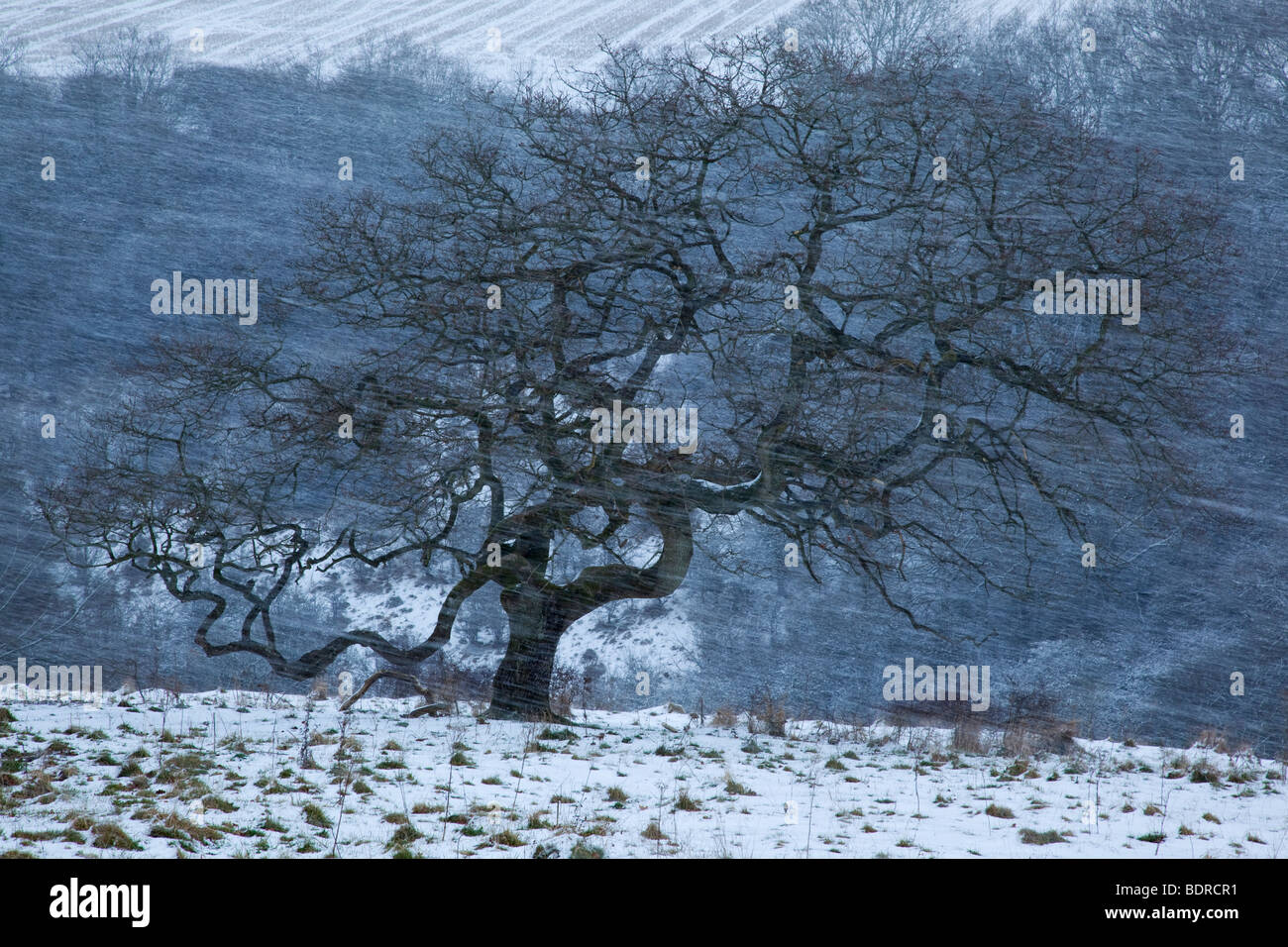 Oak tree in snow storm hi-res stock photography and images - Alamy