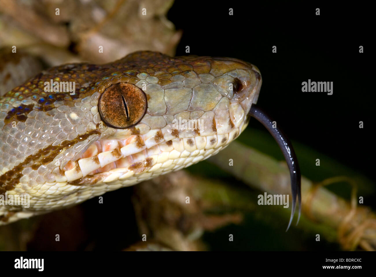 Amazon tree boa (Corallus hortulanus Stock Photo - Alamy
