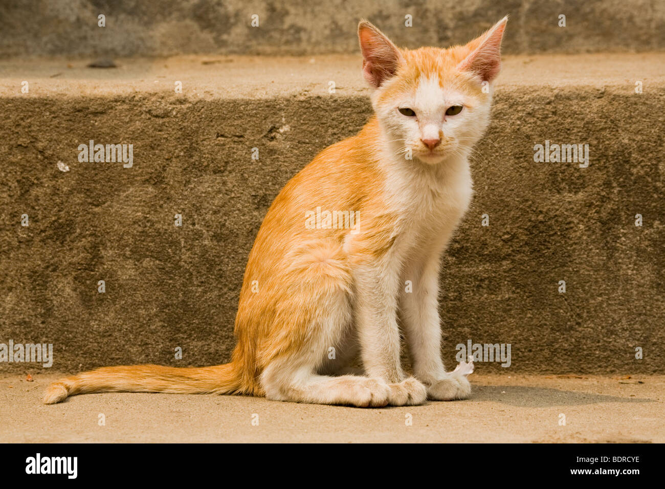 Lao kitten hi-res stock photography and images - Alamy