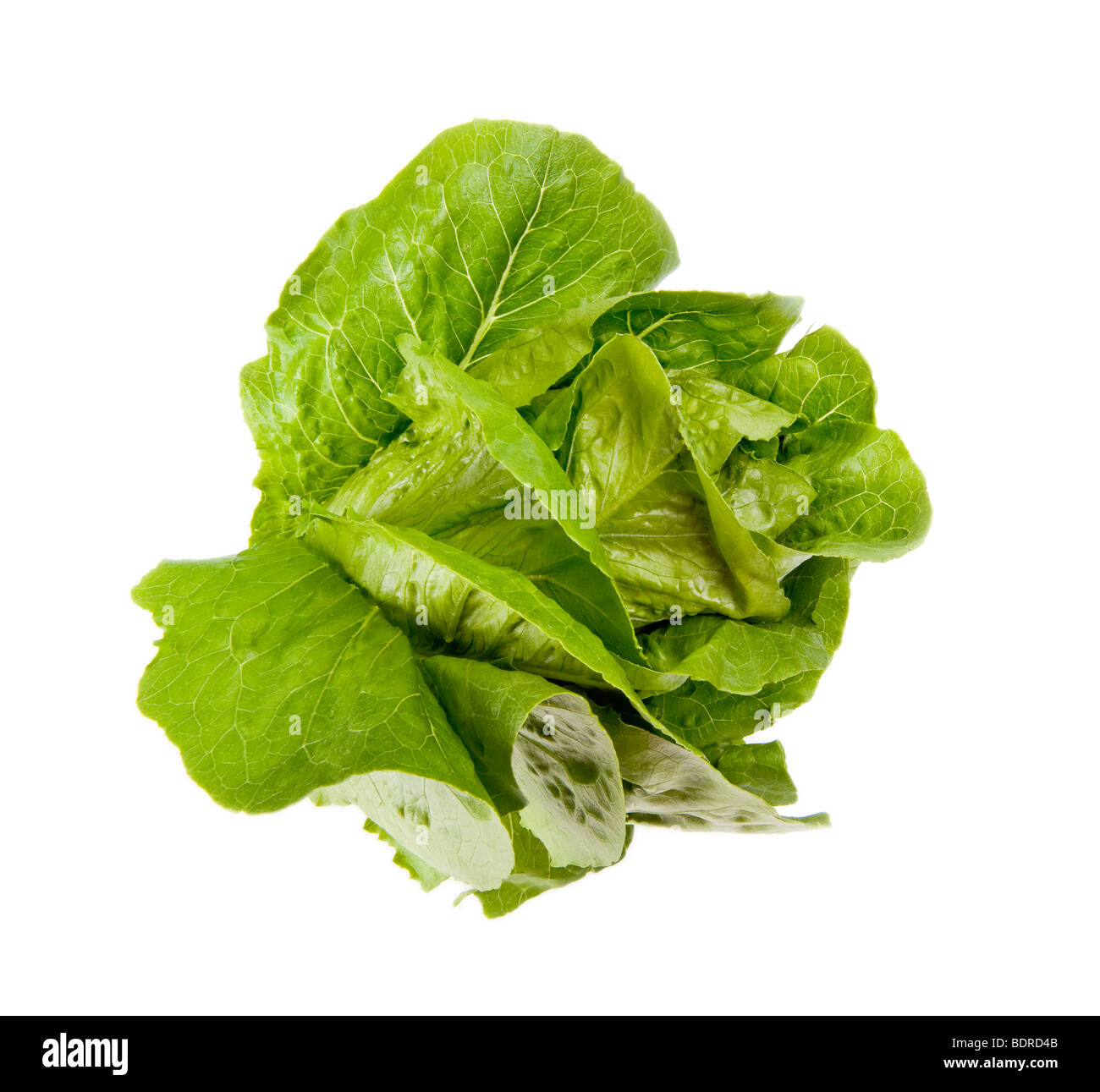 salad salat ROMANA green greenfood mediterranean food leaves leaf italy ...