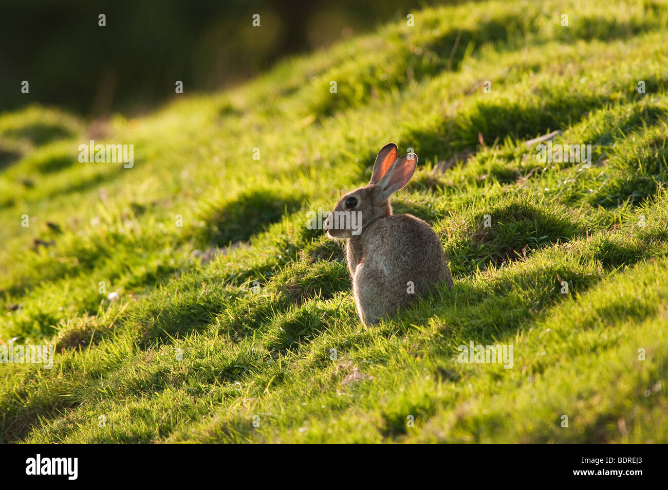 British rabbit hi-res stock photography and images - Alamy