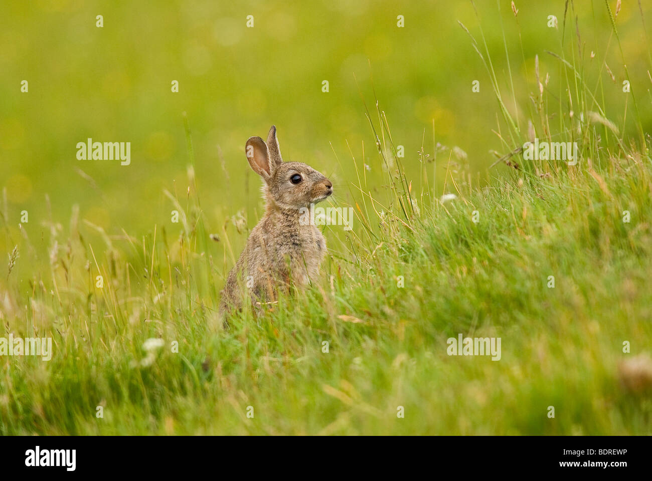 British rabbit hi-res stock photography and images - Alamy