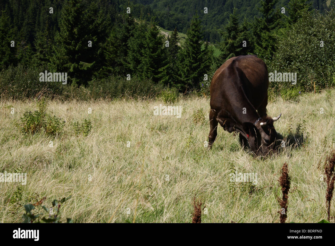 Ukraine cow hi-res stock photography and images - Alamy