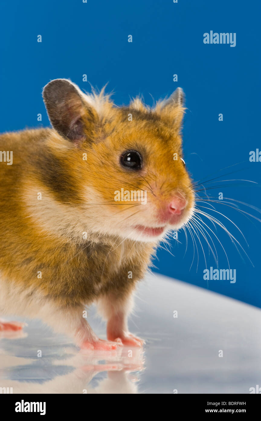 brown Hamster blue background goldhamster eat eating feed feeding stand ...