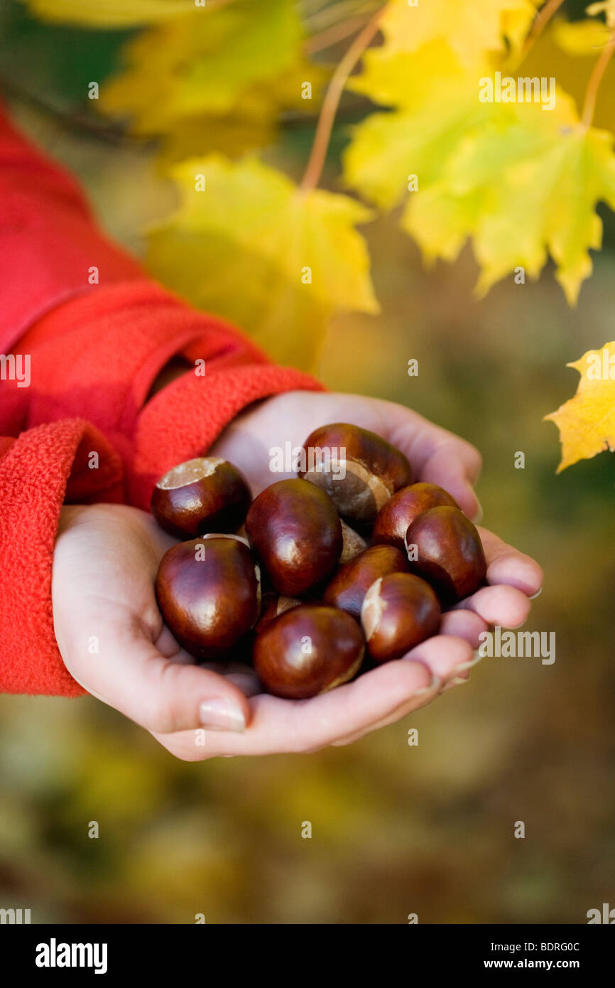 A woman holding chestnuts Sweden Stock Photo - Alamy
