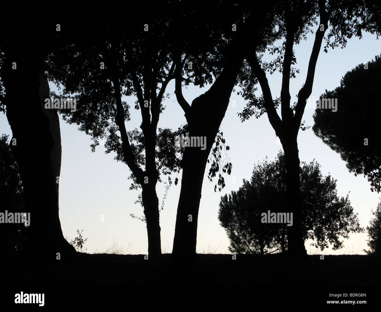 silhouette of dark woods forest park at dusk Stock Photo - Alamy