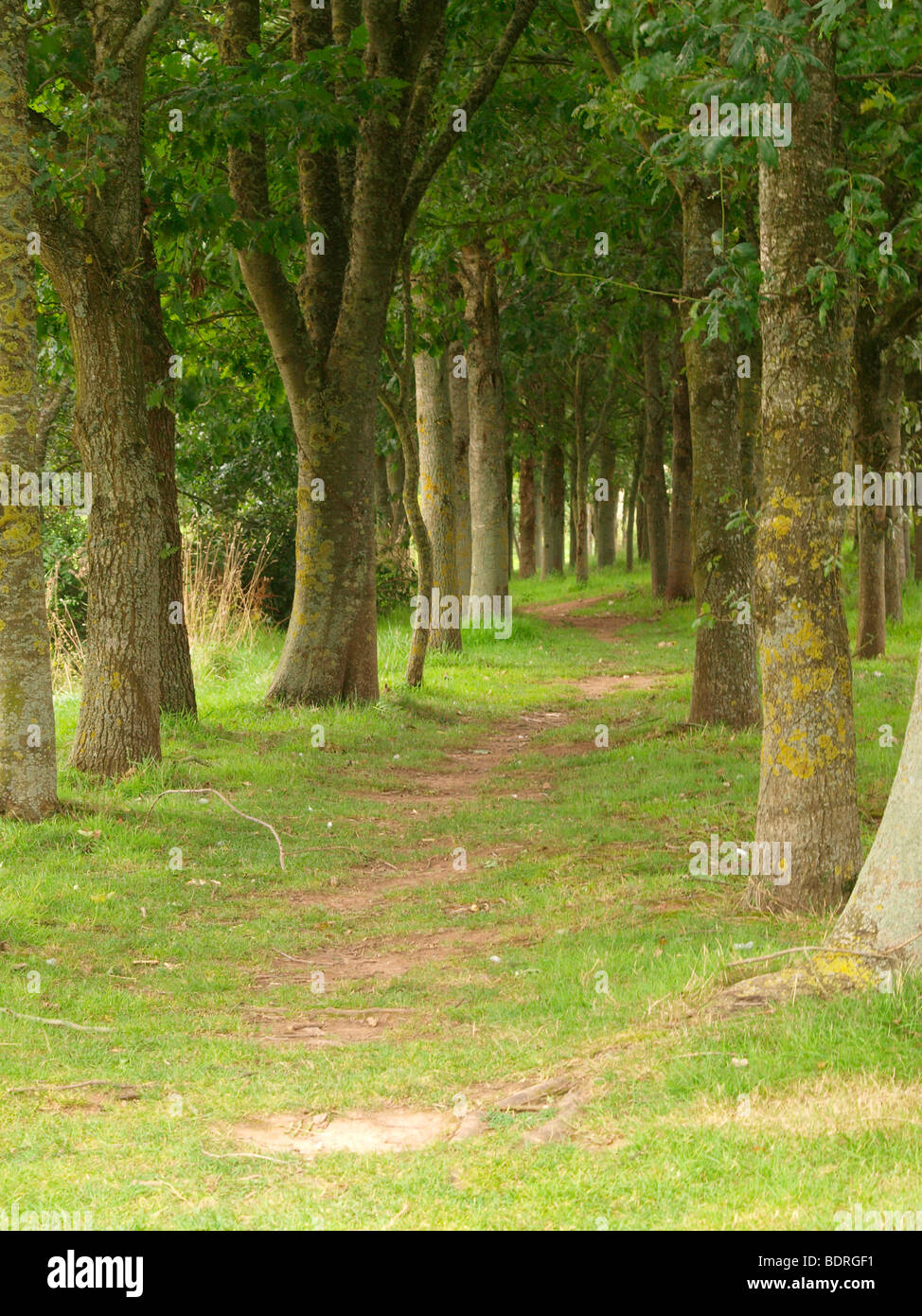 Path through the trees Stock Photo - Alamy
