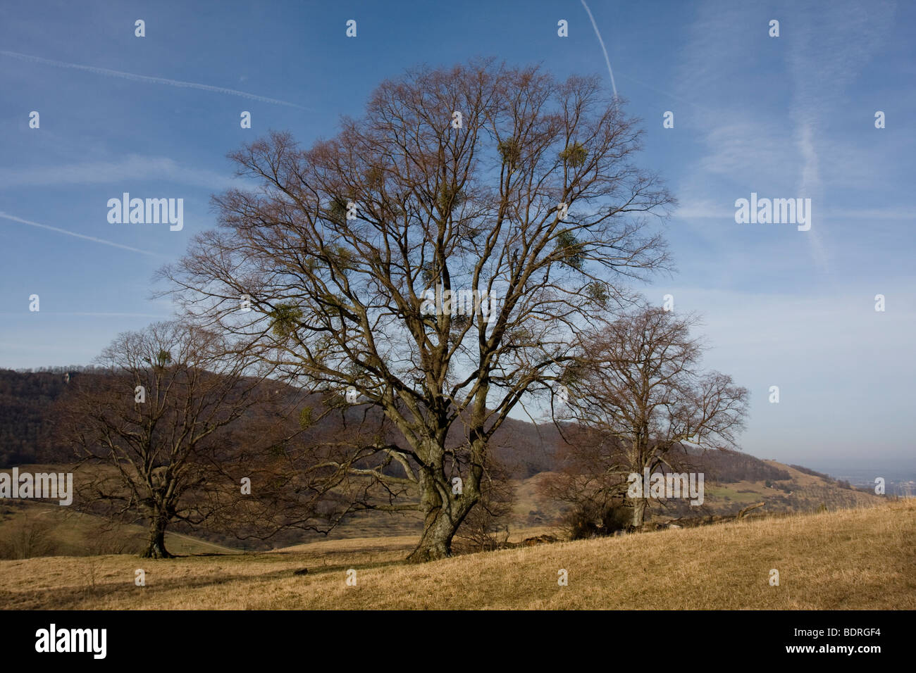 baum,baeume, Fruehling, teck, schwaebische alb, deutschland, tree,trees ...