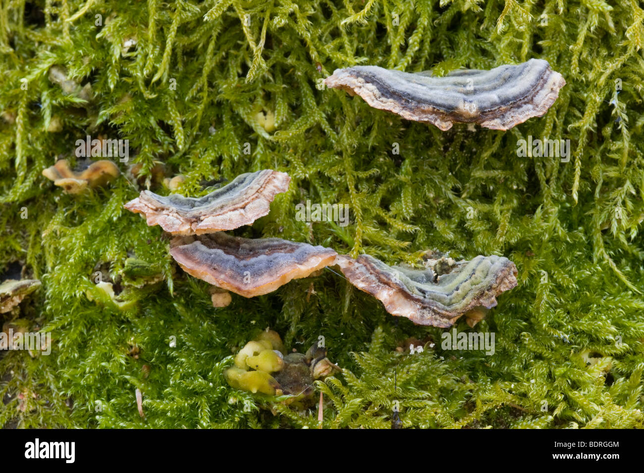 Pilz detail hi-res stock photography and images - Alamy