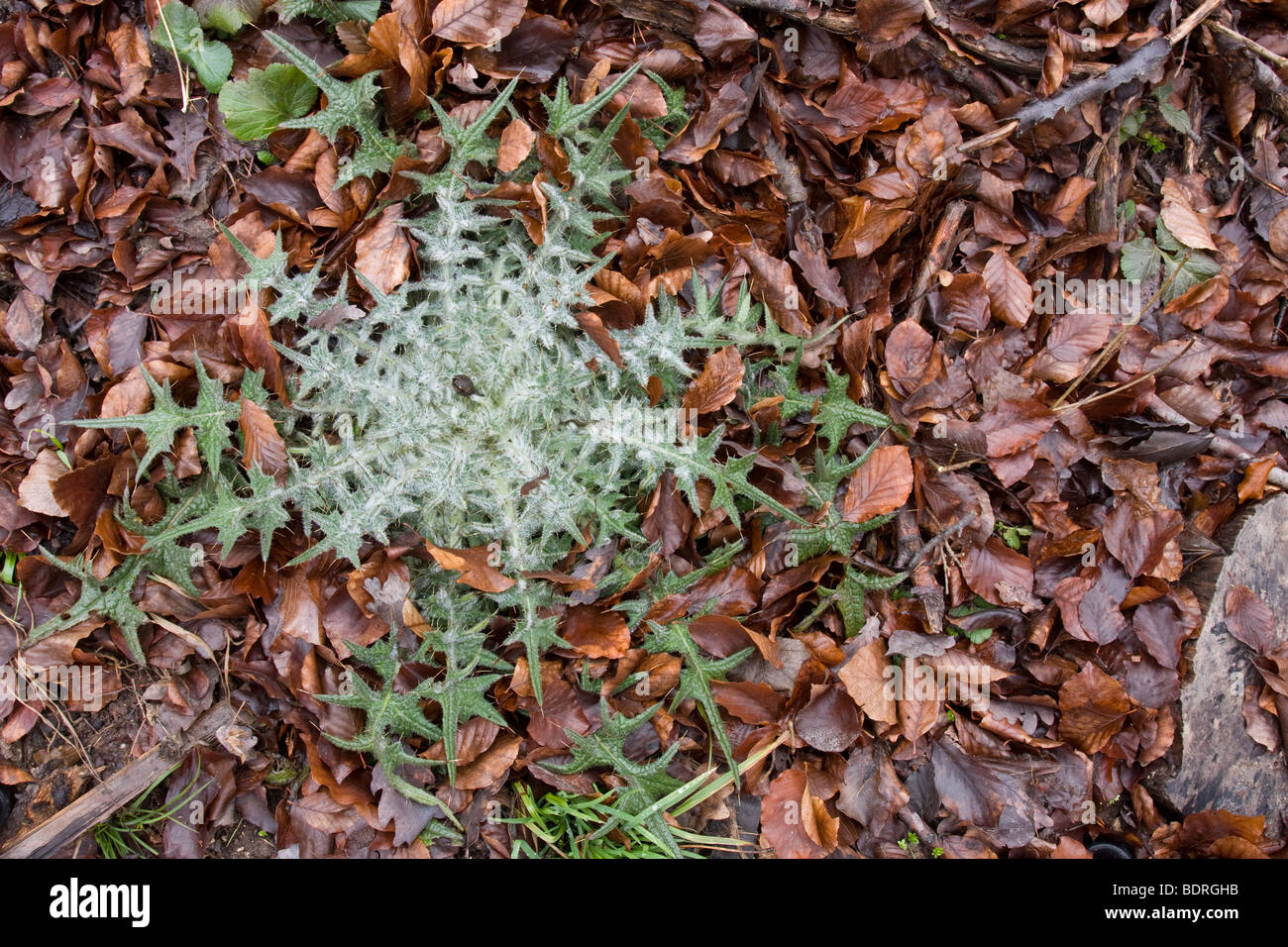 Buchecker hi-res stock photography and images - Alamy